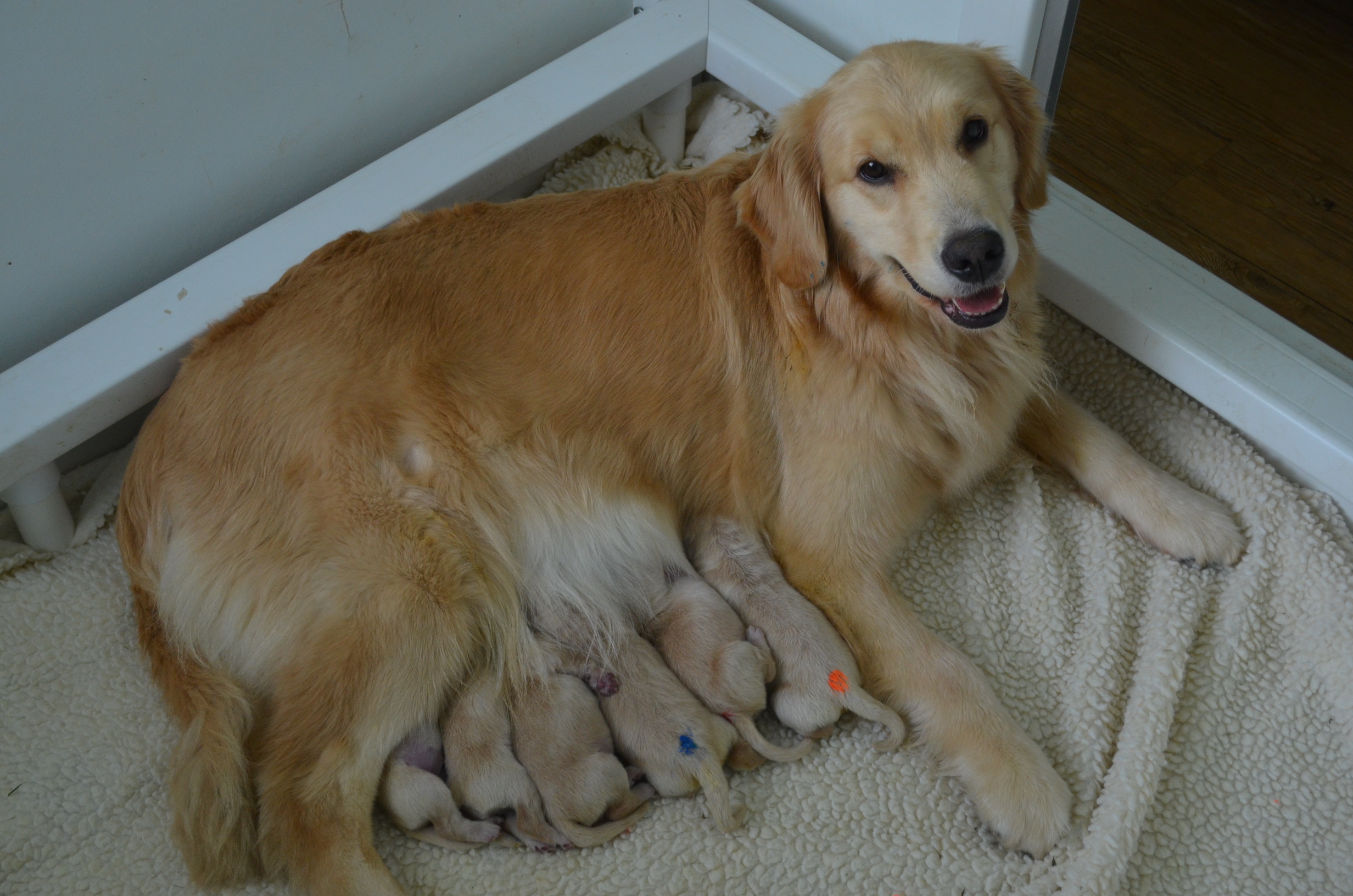 Shor'Line Golden Retrievers :: Golden Retriever Breeder - Illinois ...