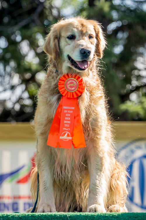 Shor'Line Golden Retrievers :: Golden Retriever Breeder - Illinois ...